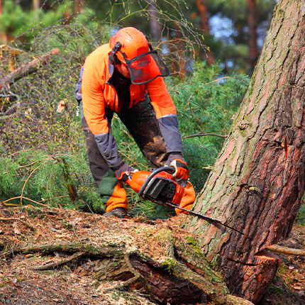 Shop Forestry Gloves - Gloves.co.uk