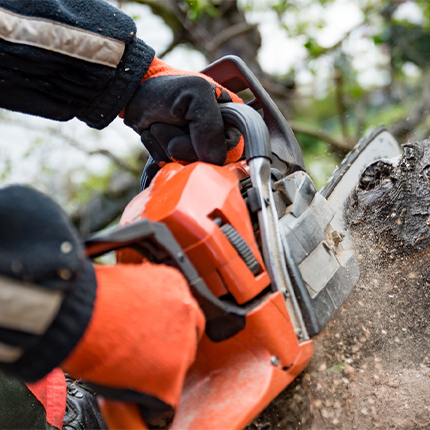 Shop Forestry Gloves - Gloves.co.uk