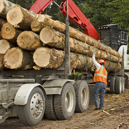 Shop Forestry Gloves - Gloves.co.uk